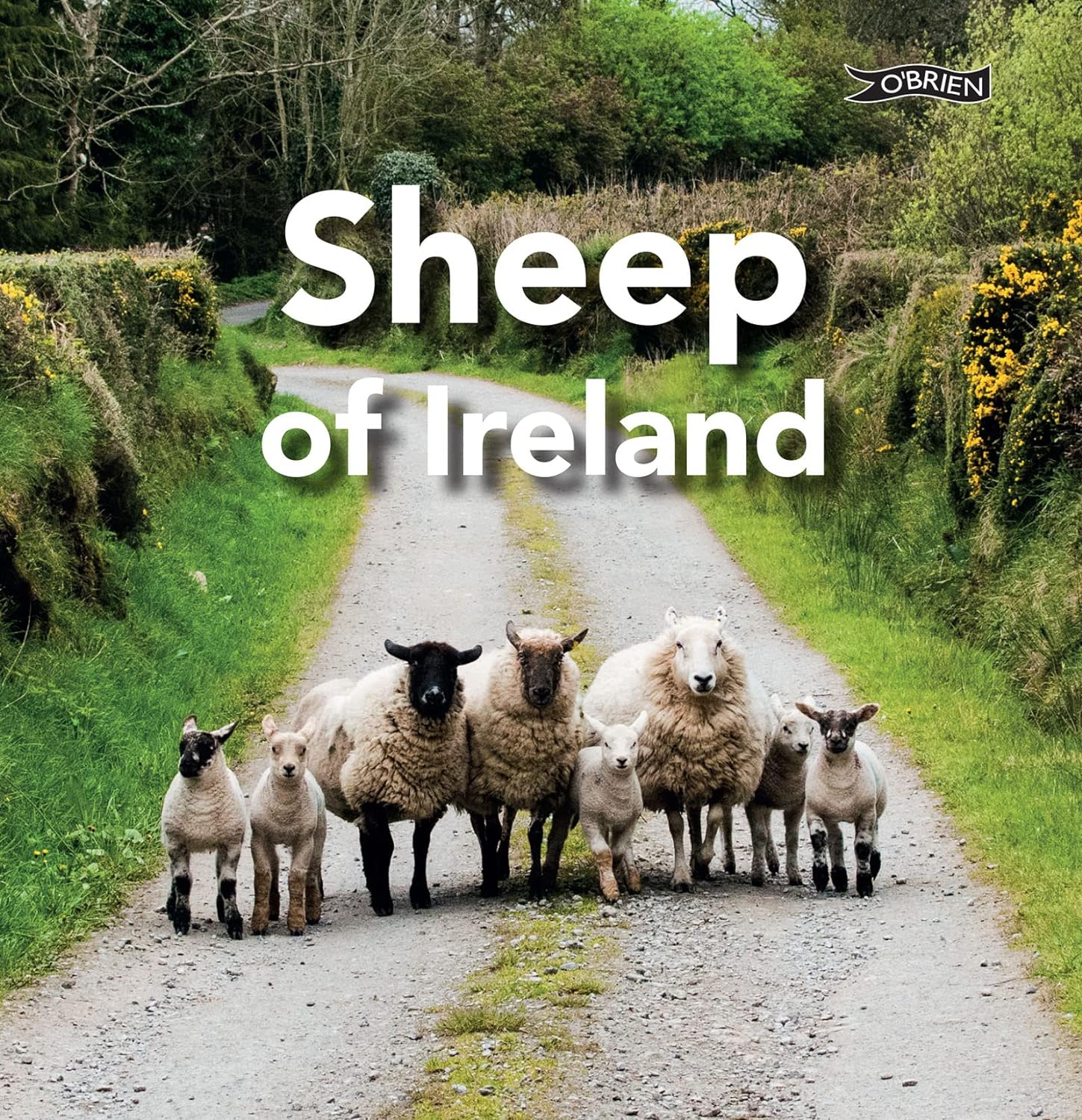 Sheep of Ireland – Carrick Mór